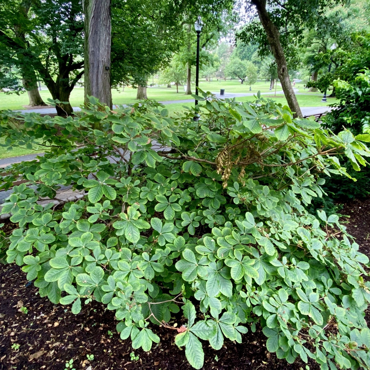 Royal Azalea - Friends of the Public Garden