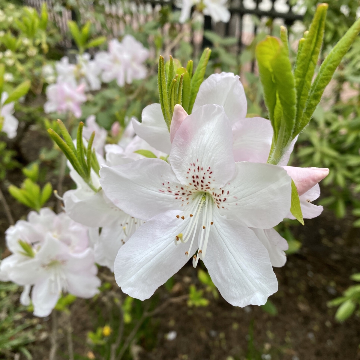 Royal Azalea - Friends of the Public Garden