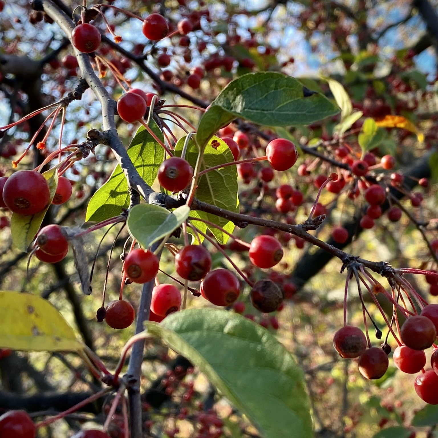 Snowdrift Crabapple (Malus 'Snowdrift) SE of Bridge - Friends of the ...